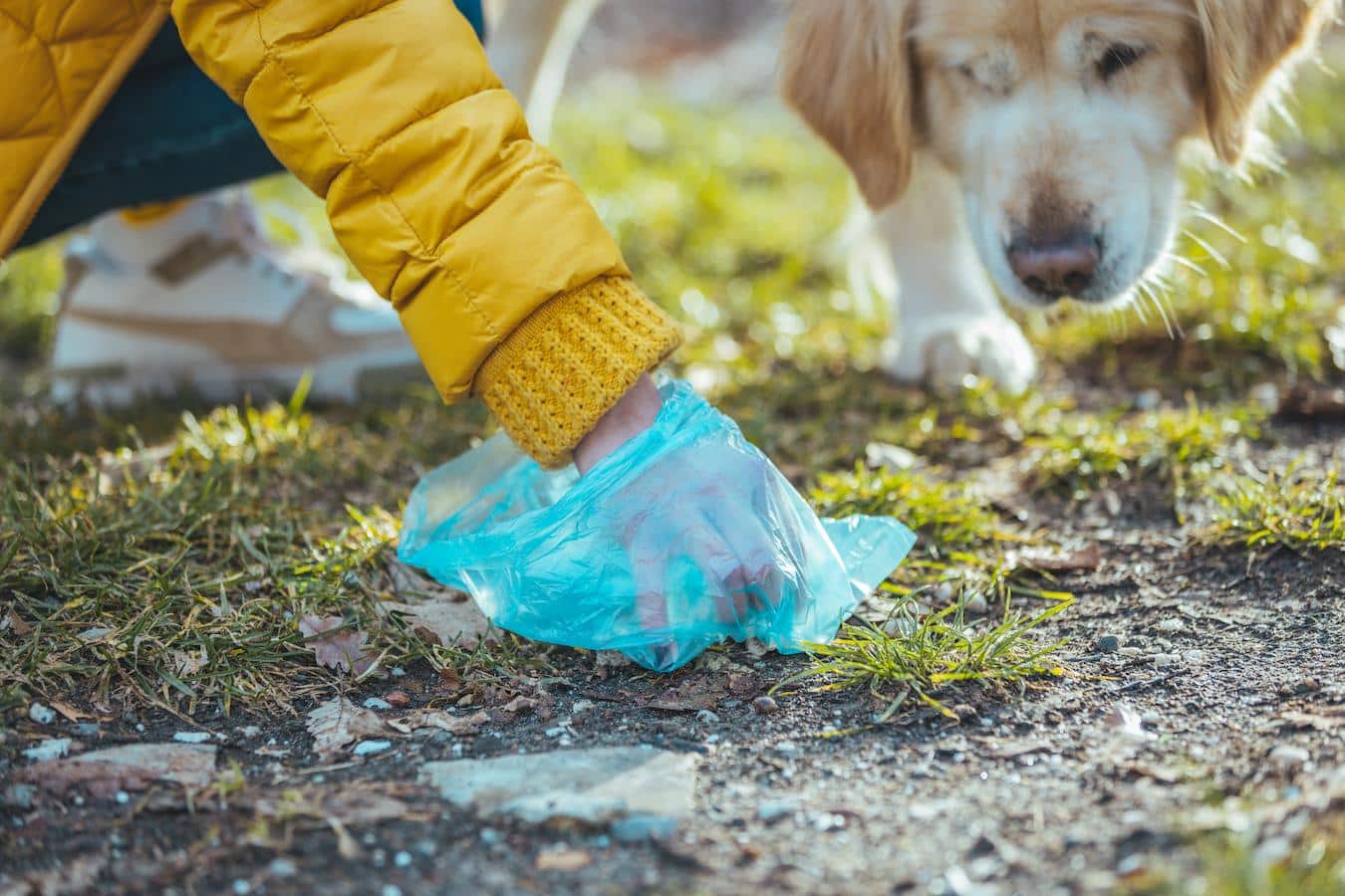 How Often Should A Dog Poop? | Scoop Masters