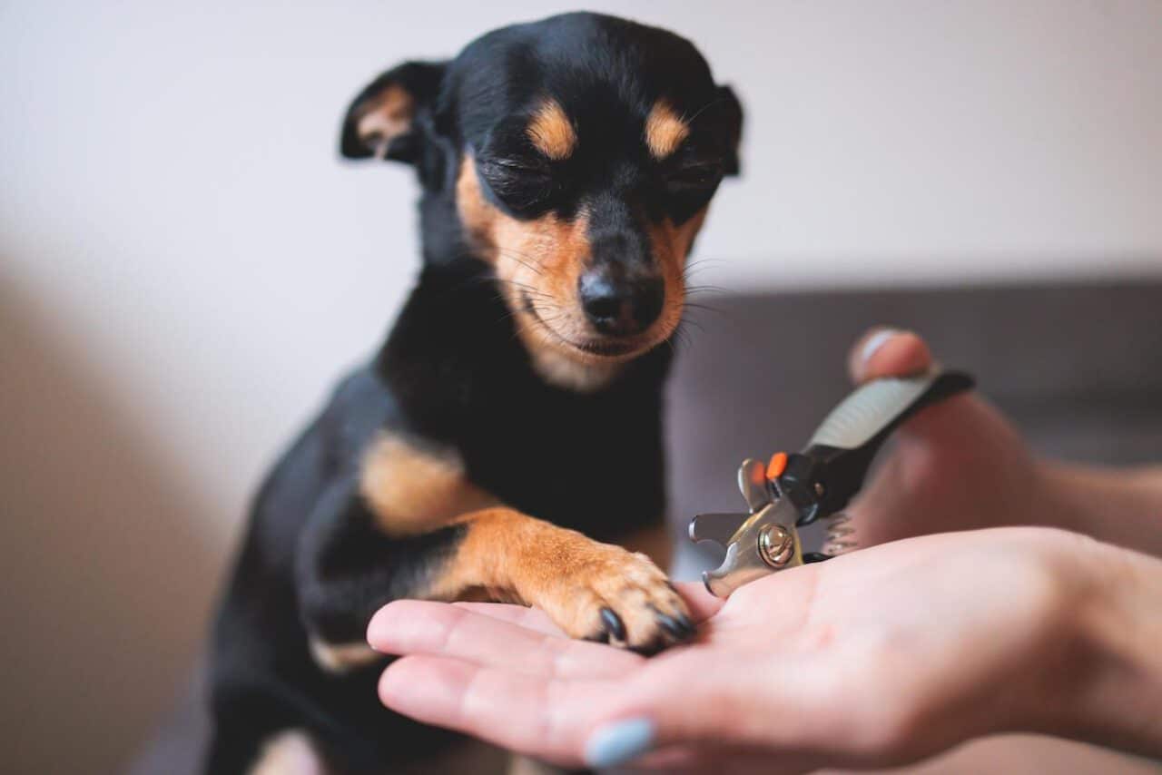 How To Trim Your Dog's Nails So They Don't Freak Out - Scoop Masters