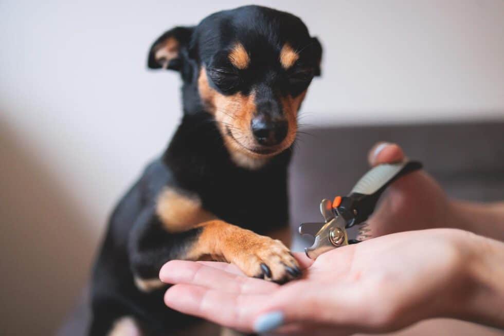 How To Trim Your Dog's Nails So They Don't Freak Out - Scoop Masters