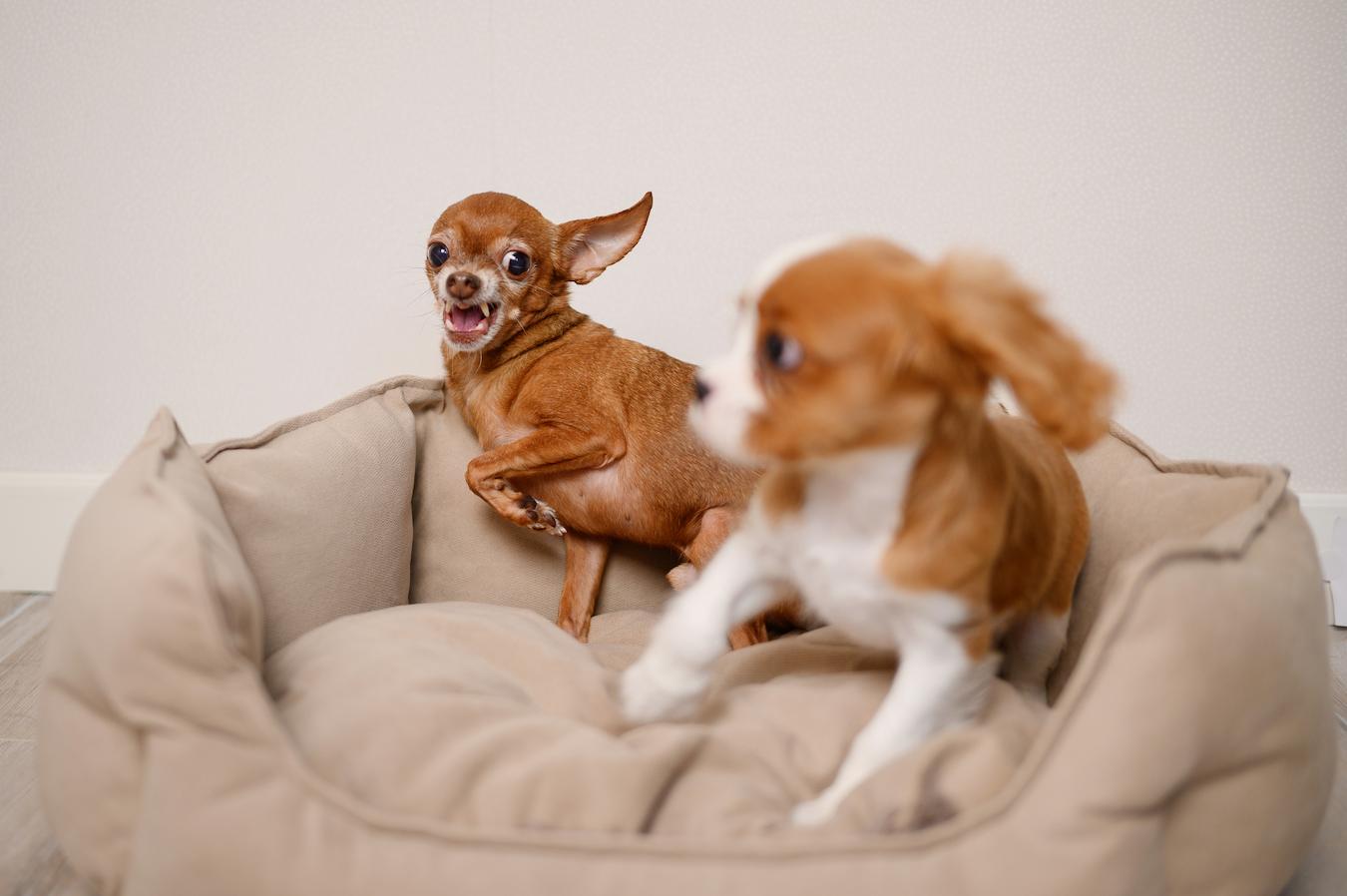 Why Is My Dog Shaking? And How To Help Them.