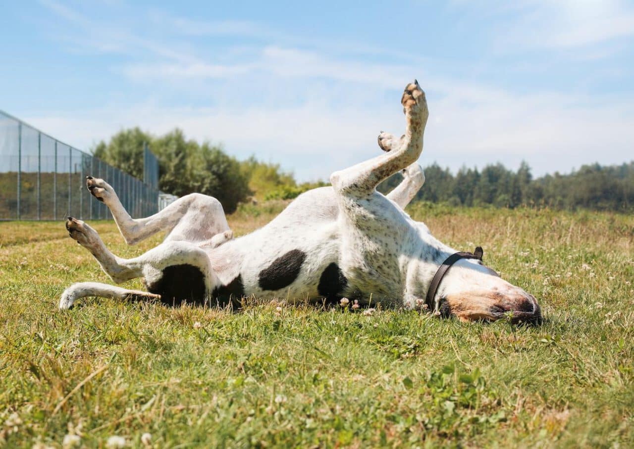 Why Do Dogs Roll In Poop (& Other Stinky Things)? - Scoop Masters