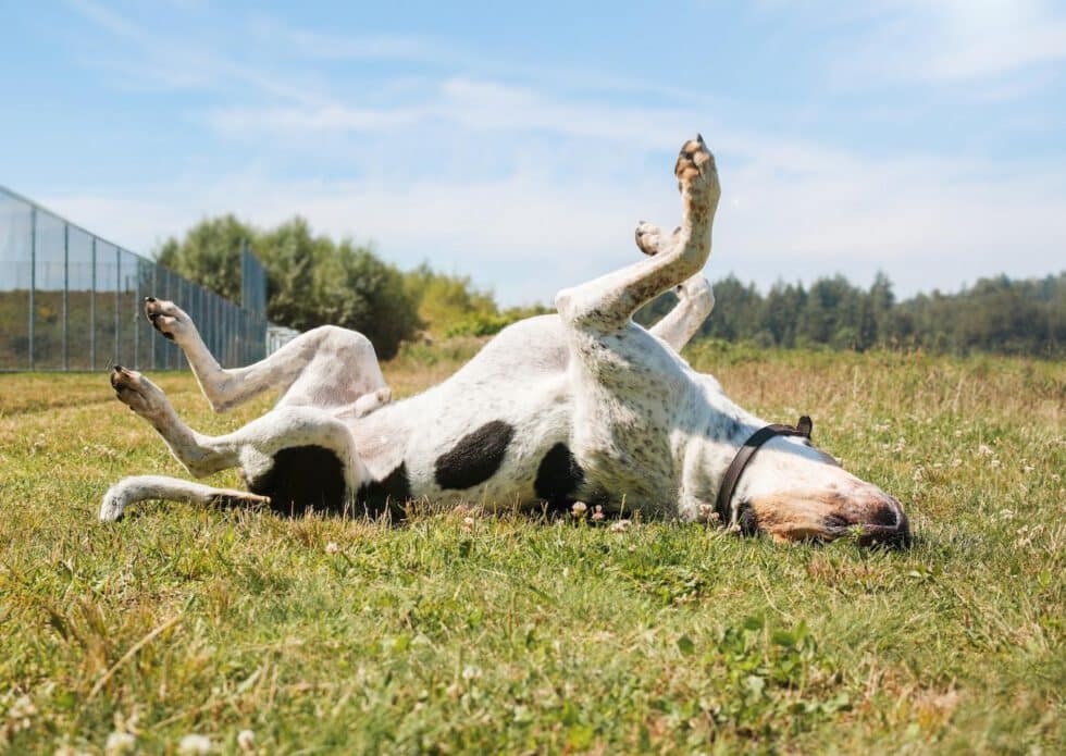 Why Do Dogs Roll In Poop (& Other Stinky Things)? - Scoop Masters