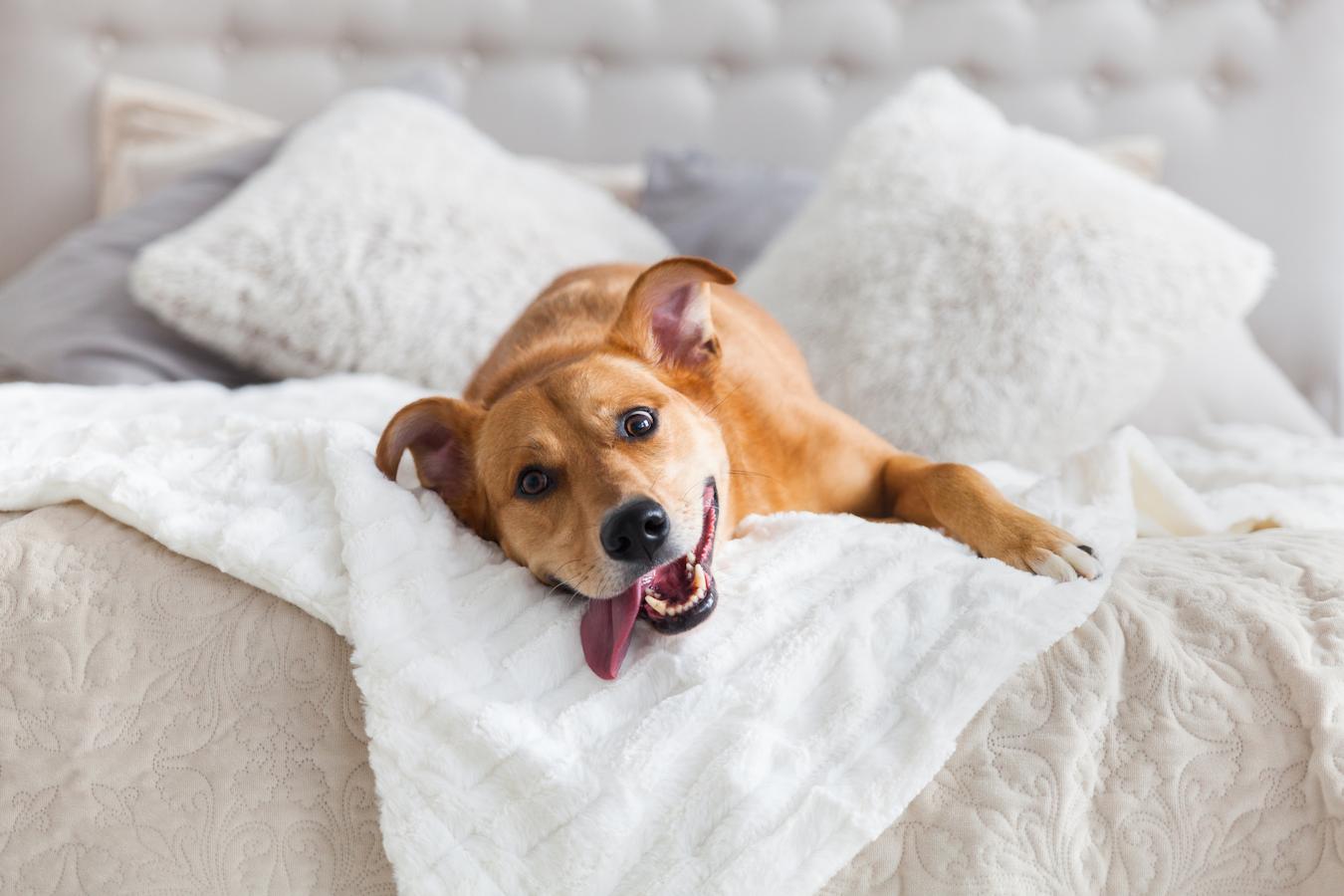 How To Make Your Dog Laugh - Scoop Masters
