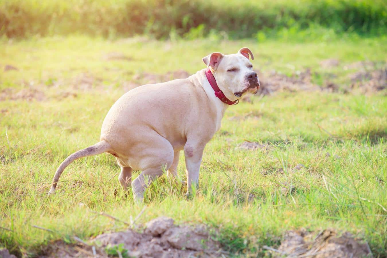 4 Reasons Why Your Dog Is Pooping So Much - Scoop Masters