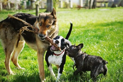 HOA Dog Rules And Policies Every Dog Owner Should Know About - Scoop ...