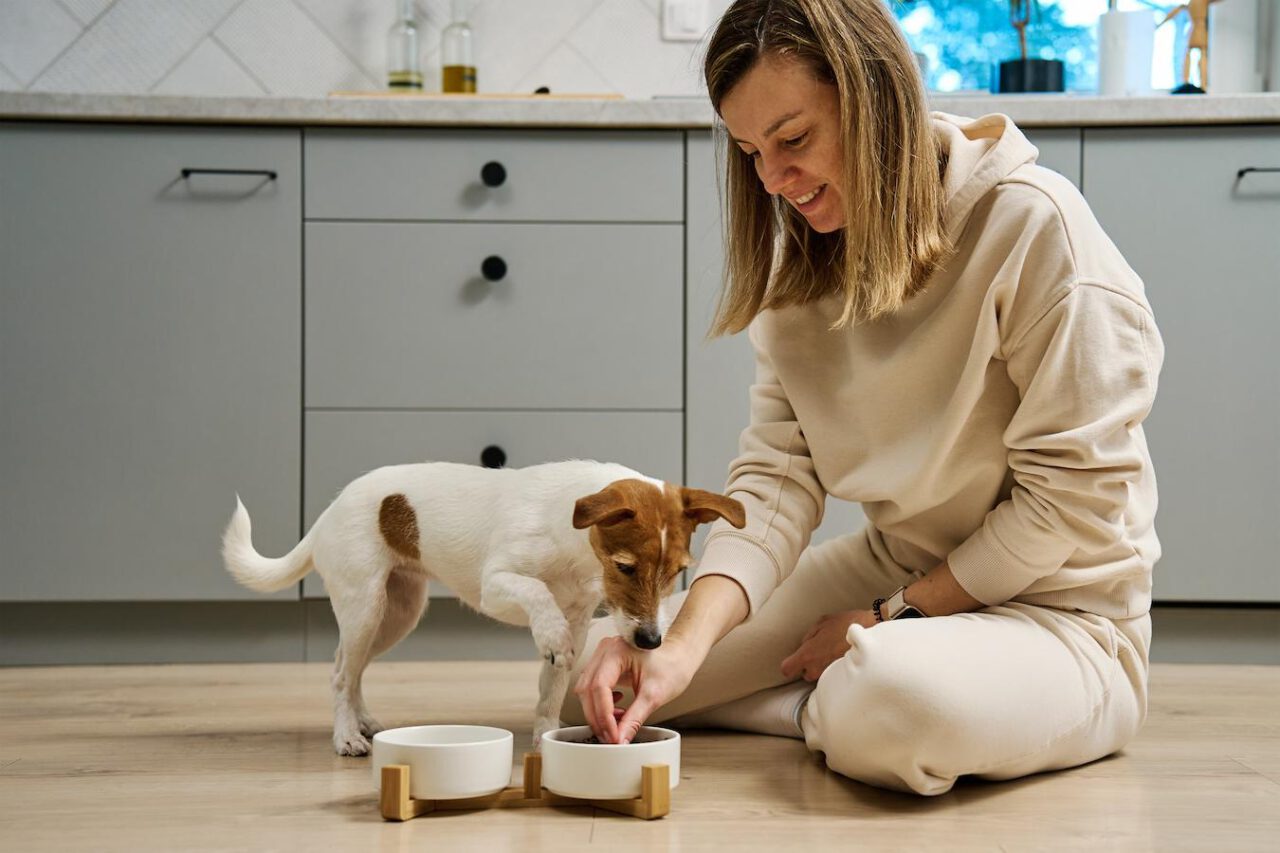 How To Firm Up Your Dog's Poop - Scoop Masters
