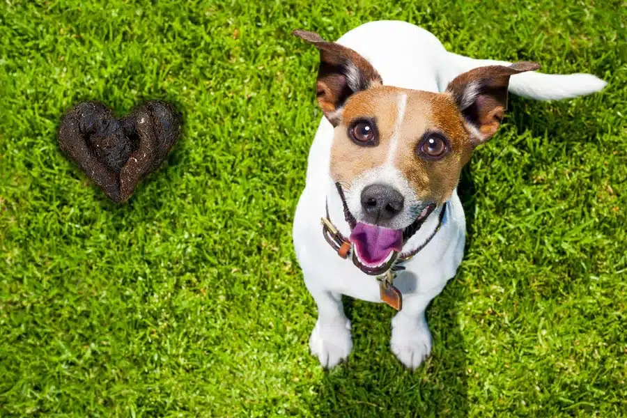 Pet Waste Cleanup: Why Picking Up Dog Poop Matters - Scoop Masters